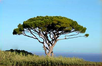 Le camping vous accueille à l'ombre des pins parasols