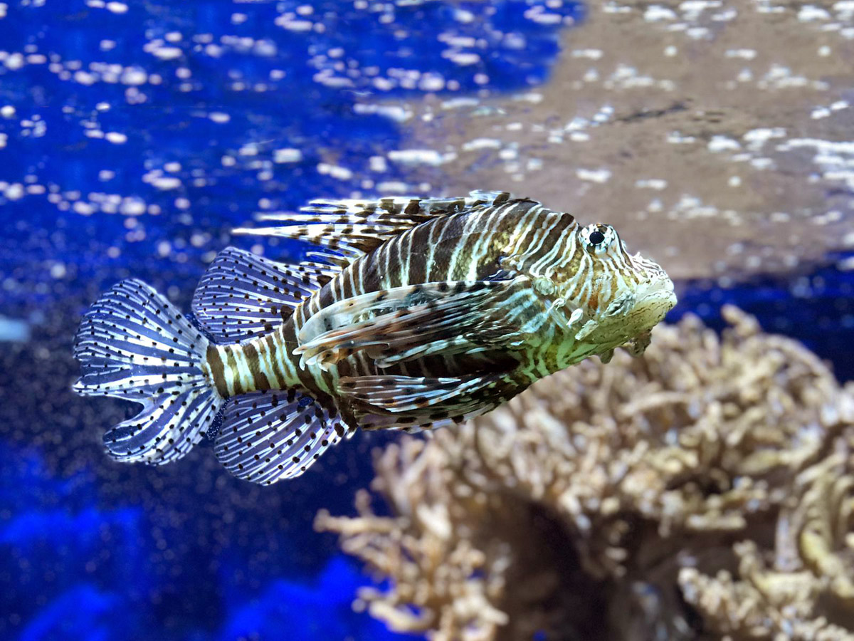 Tourisme au Musée océanographique de Monaco depuis le camping