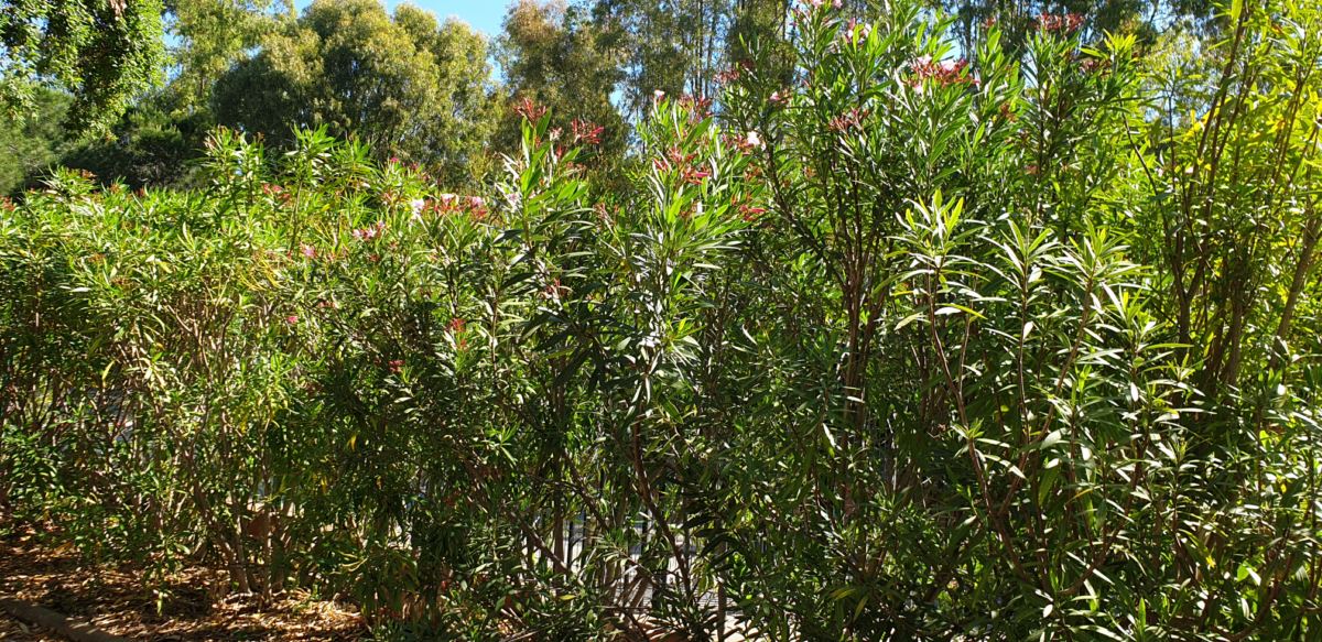 Haies fleuries, voici les lauriers roses, partout dans le camping