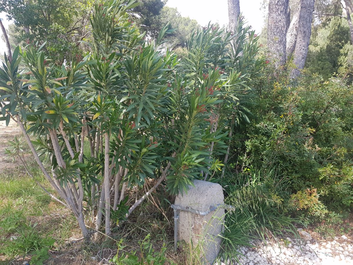 Haies fleuries, voici les lauriers roses, partout dans le camping