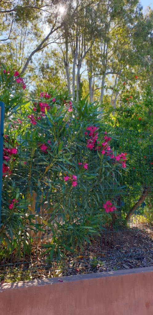 Haies fleuries, voici les lauriers roses, partout dans le camping