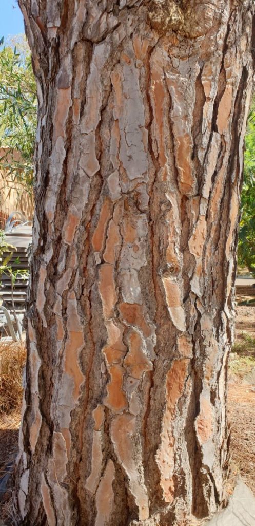 Le camping vous accueille en Provence à l'ombre des pins parasols