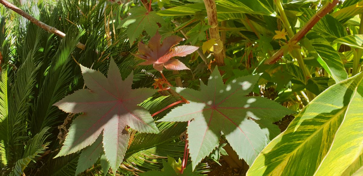 Ricin commun dans votre camping nature