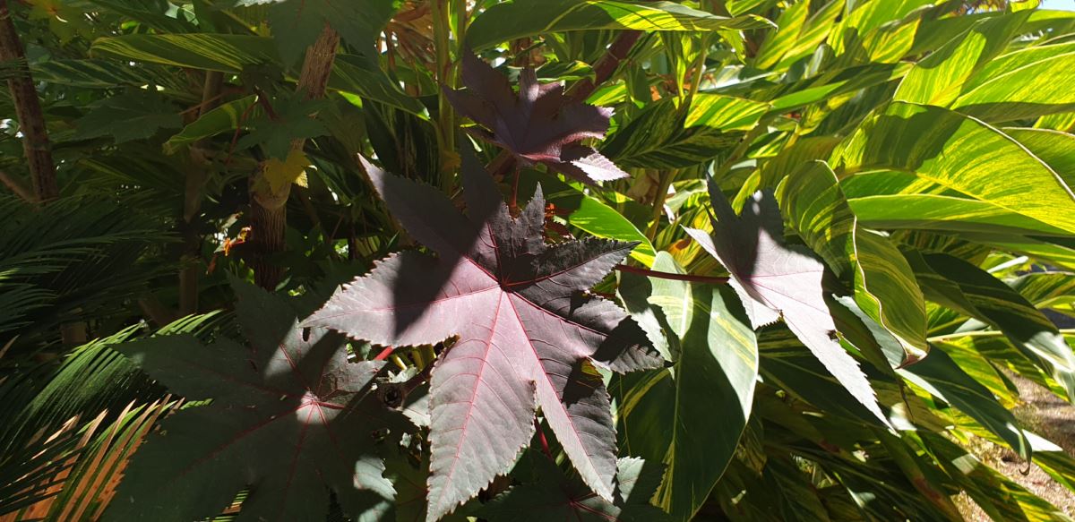 Ricin commun dans votre camping nature