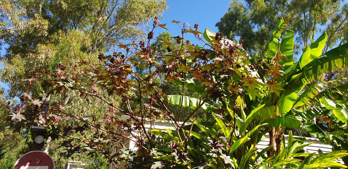 Ricin commun dans votre camping nature