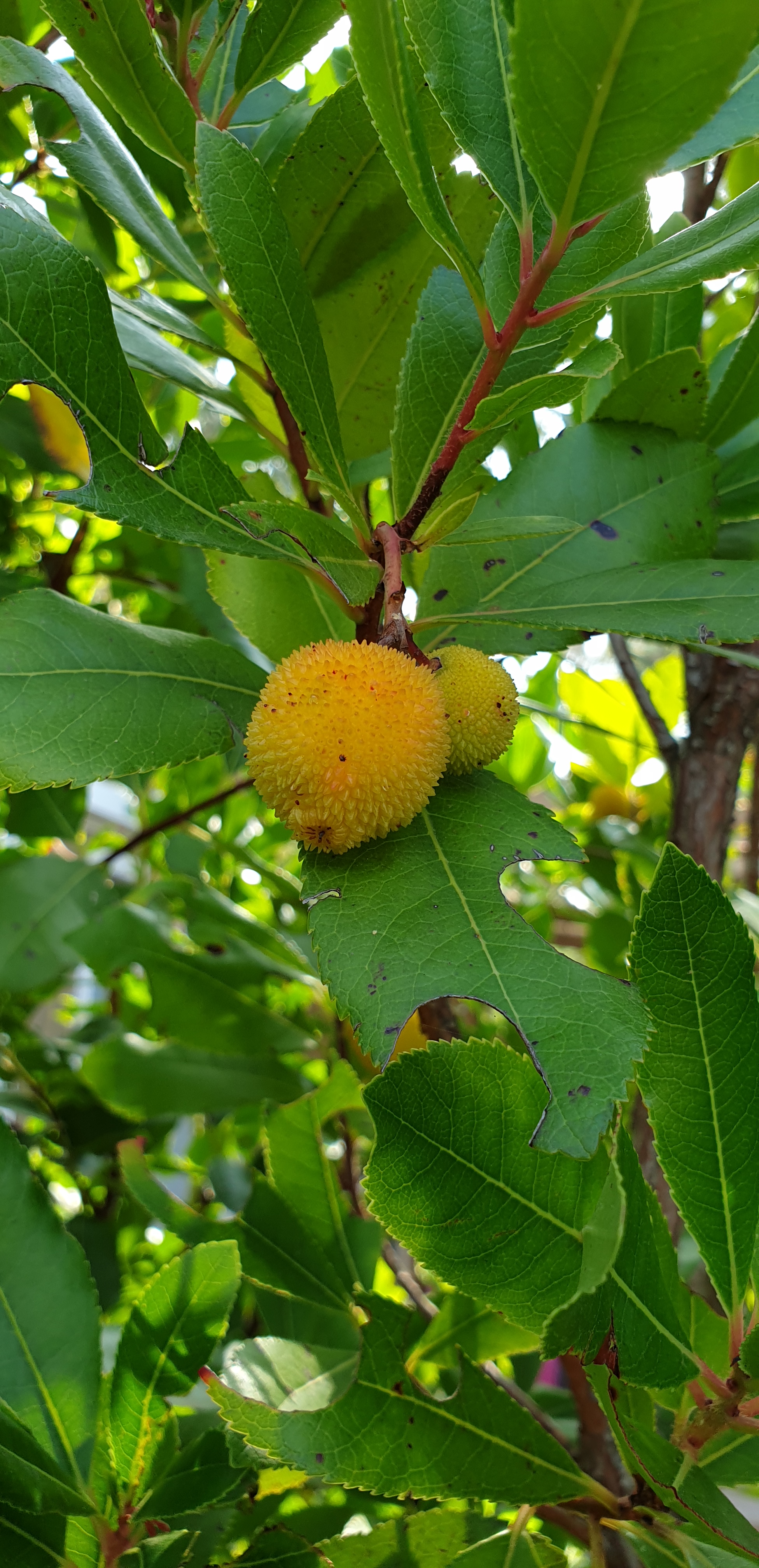 Arbousiers et arbouses au camping