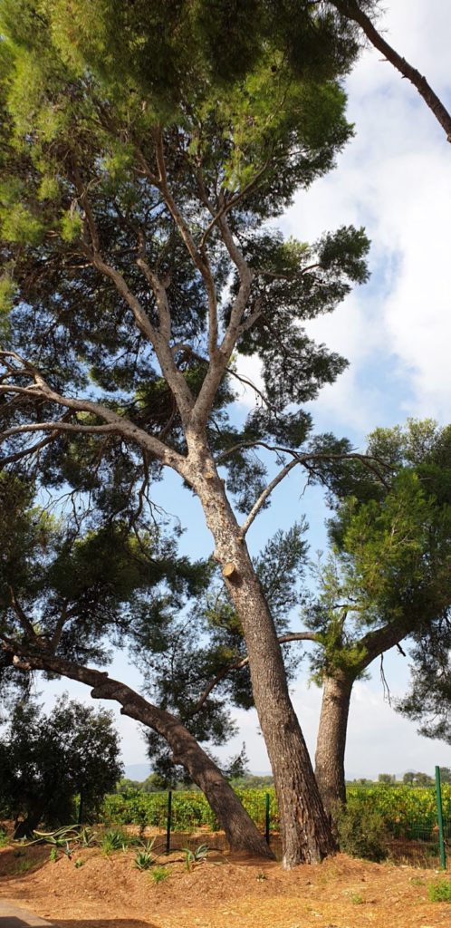 Traditionnel dans le Var : le pin d’Alep arbore le camping