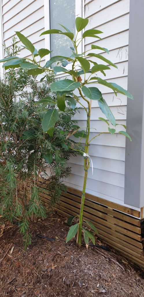 Avocatier au camping, un régal pour les vacances